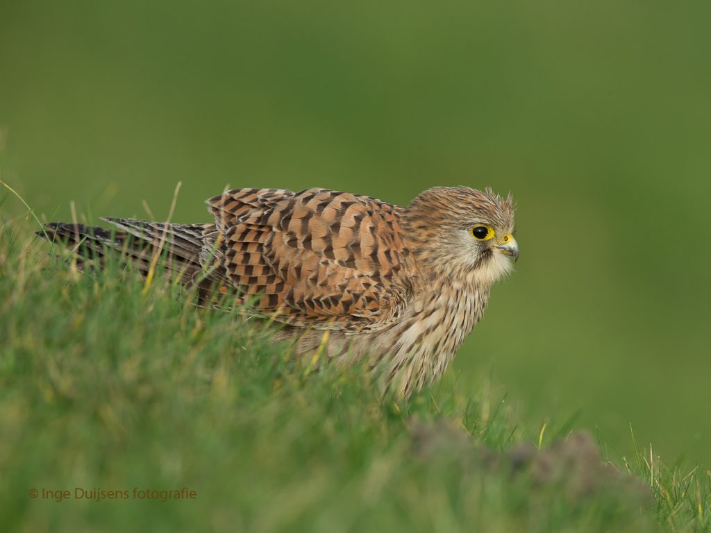 Torenvalken - Inge Duijsens Fotografie