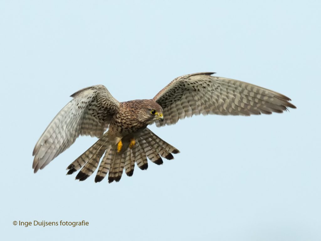 Torenvalken - Inge Duijsens Fotografie