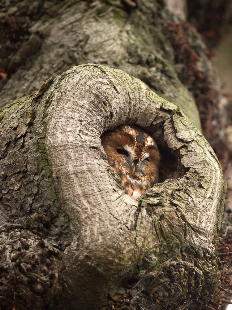 Uilen - Inge Duijsens Fotografie