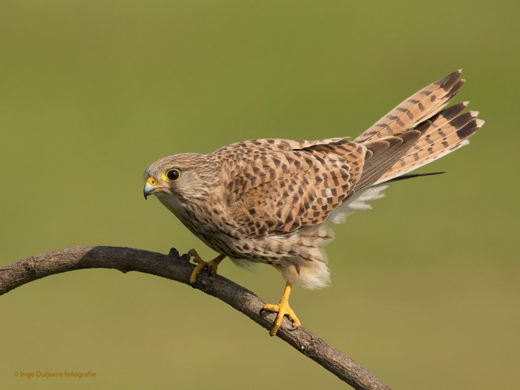 Torenvalken - Inge Duijsens Fotografie