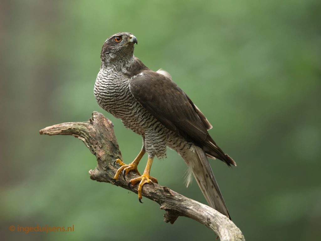 Roofvogels - Inge Duijsens Fotografie
