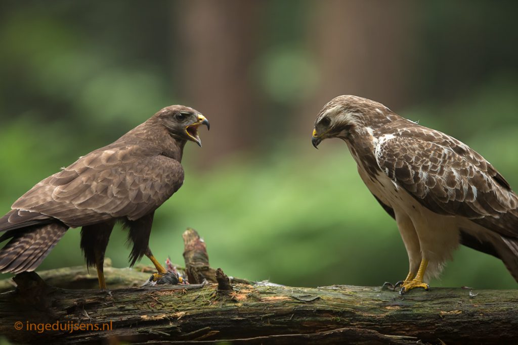 Roofvogels - Inge Duijsens Fotografie