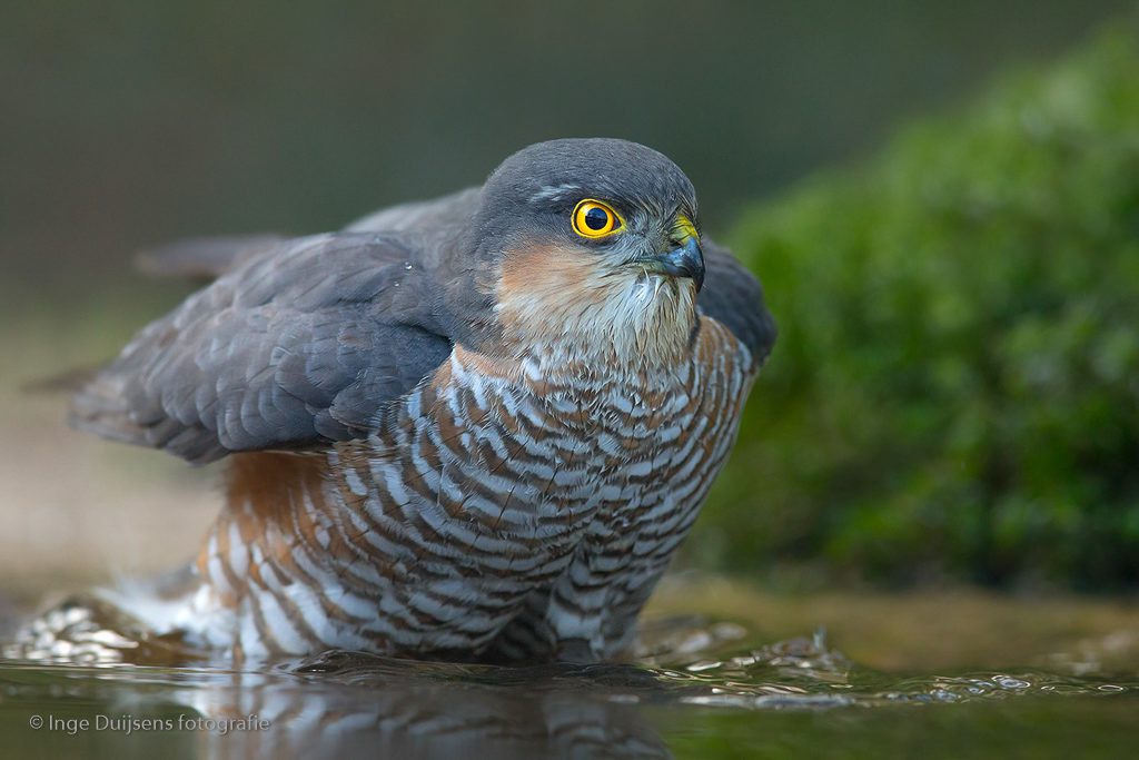 Roofvogels - Inge Duijsens Fotografie