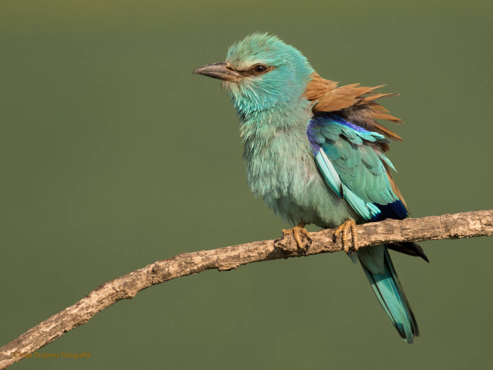 Scharrelaars in Hongarije - Inge Duijsens Fotografie