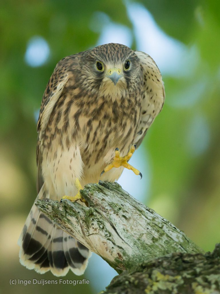 Torenvalken - Inge Duijsens Fotografie