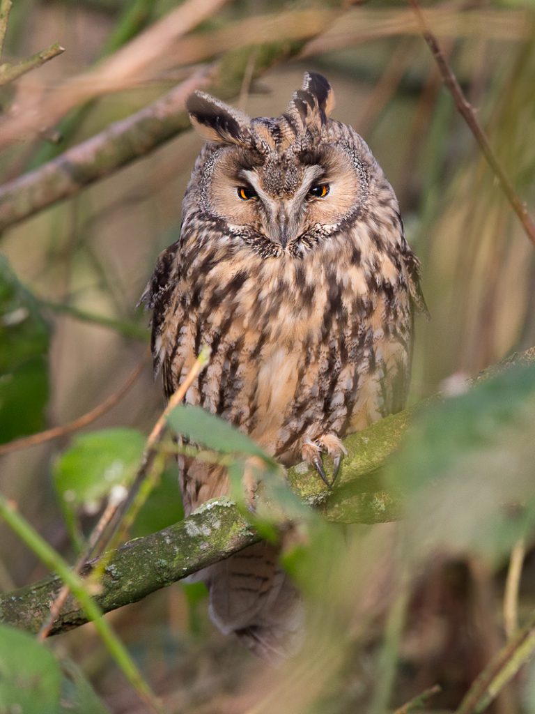 Uilen - Inge Duijsens Fotografie