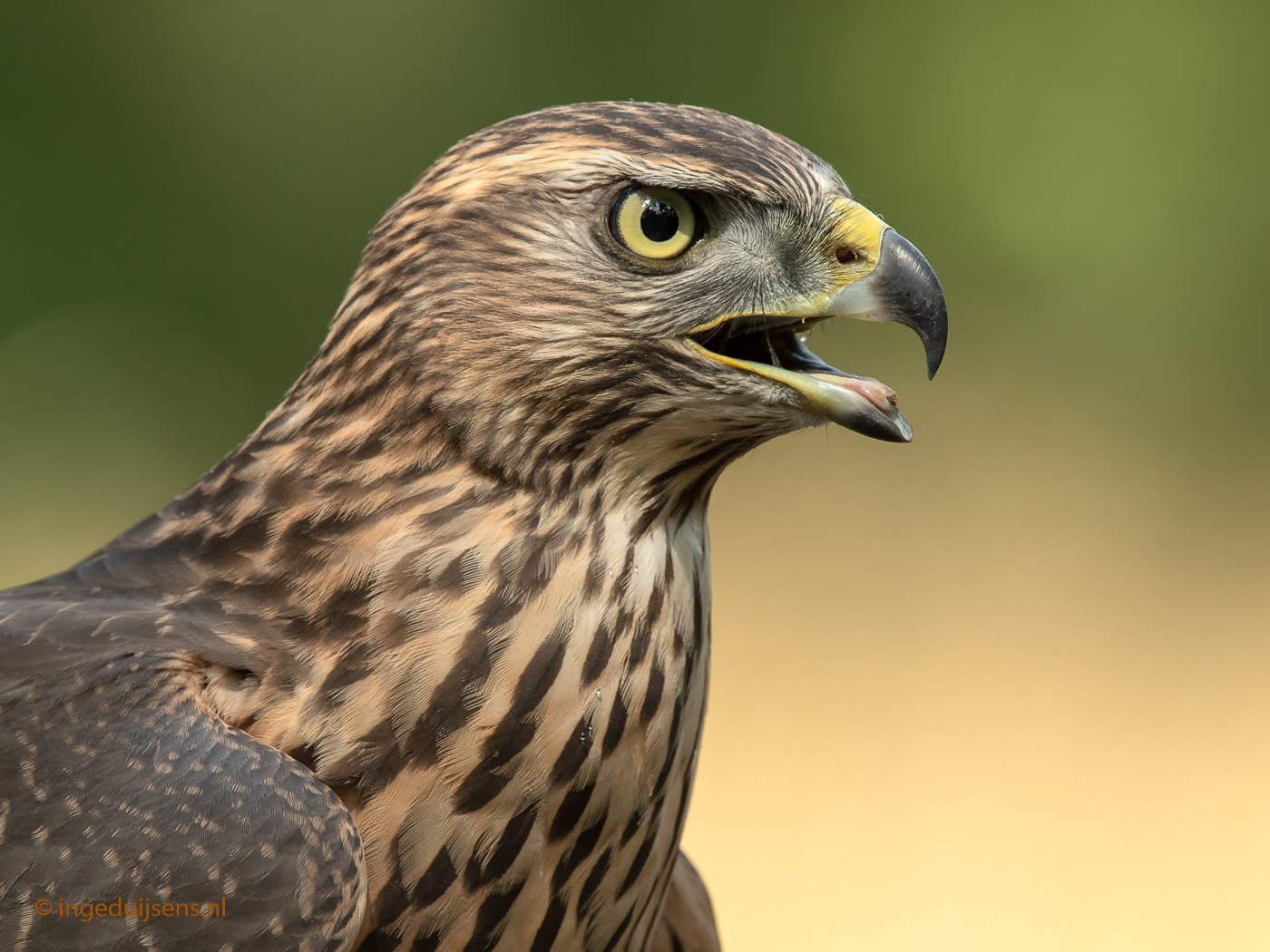 Havik - Inge Duijsens Fotografie