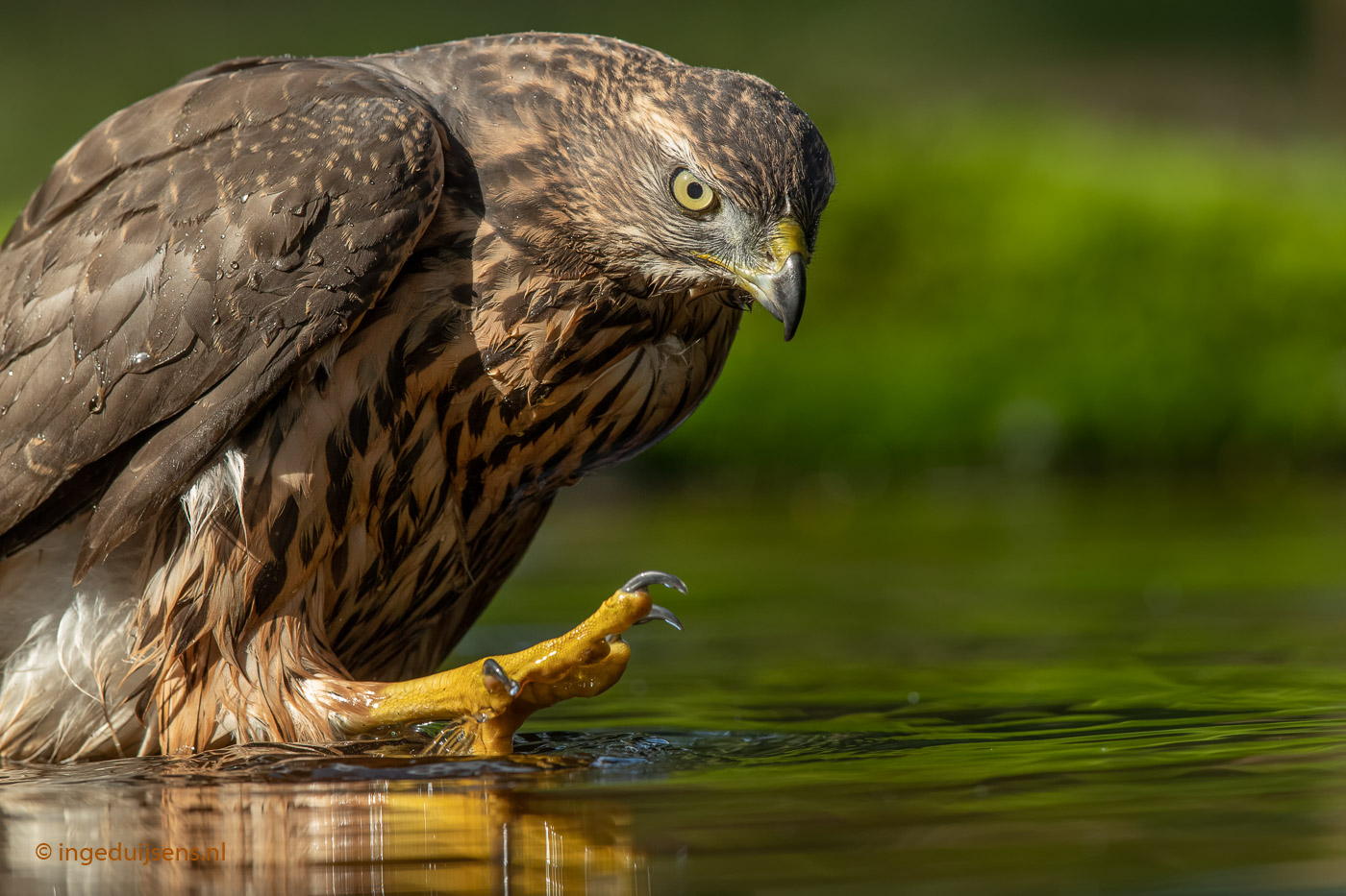 Havik - Inge Duijsens Fotografie