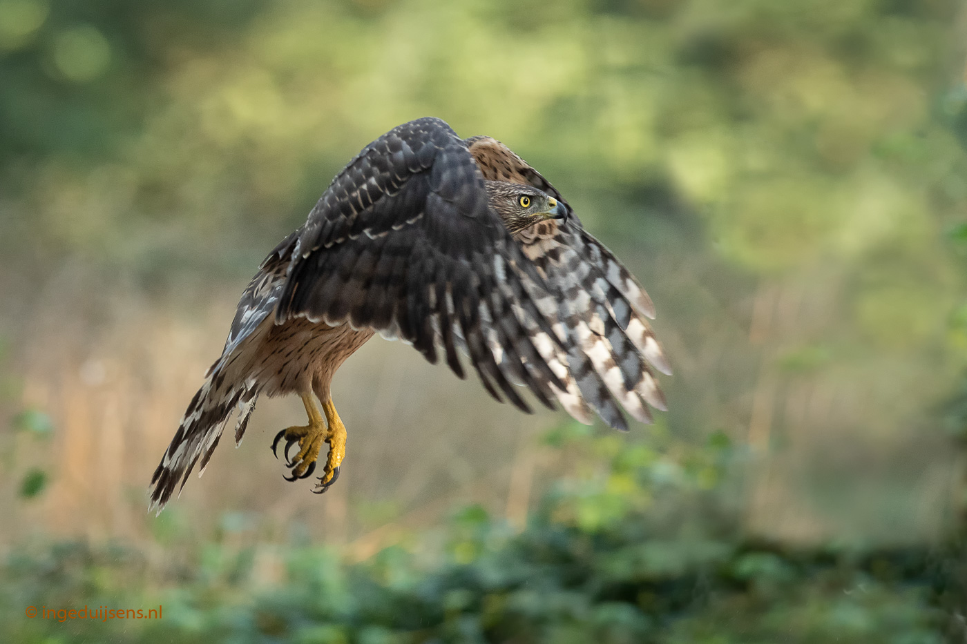 Havik - Inge Duijsens Fotografie