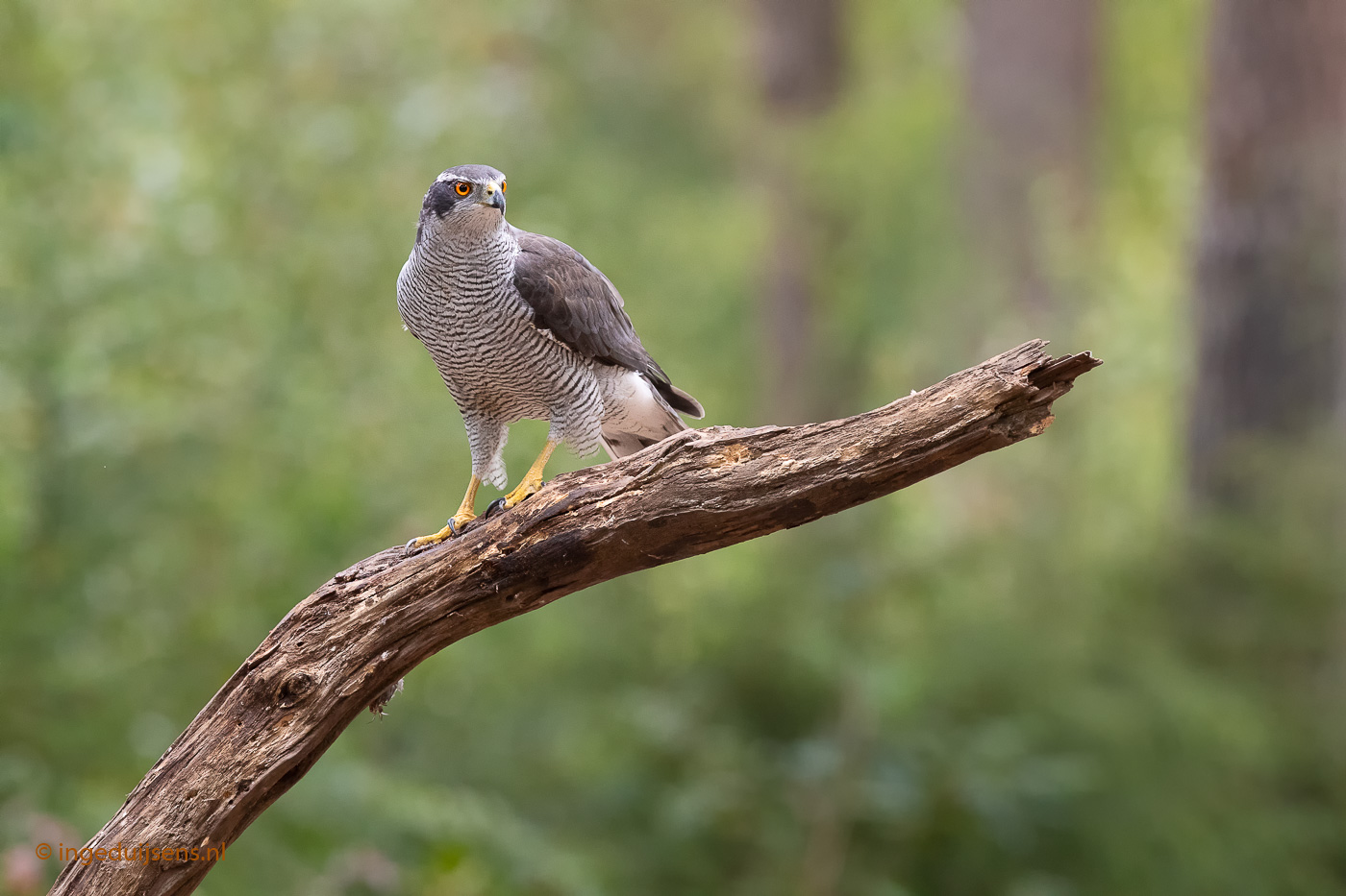 Havik - Inge Duijsens Fotografie