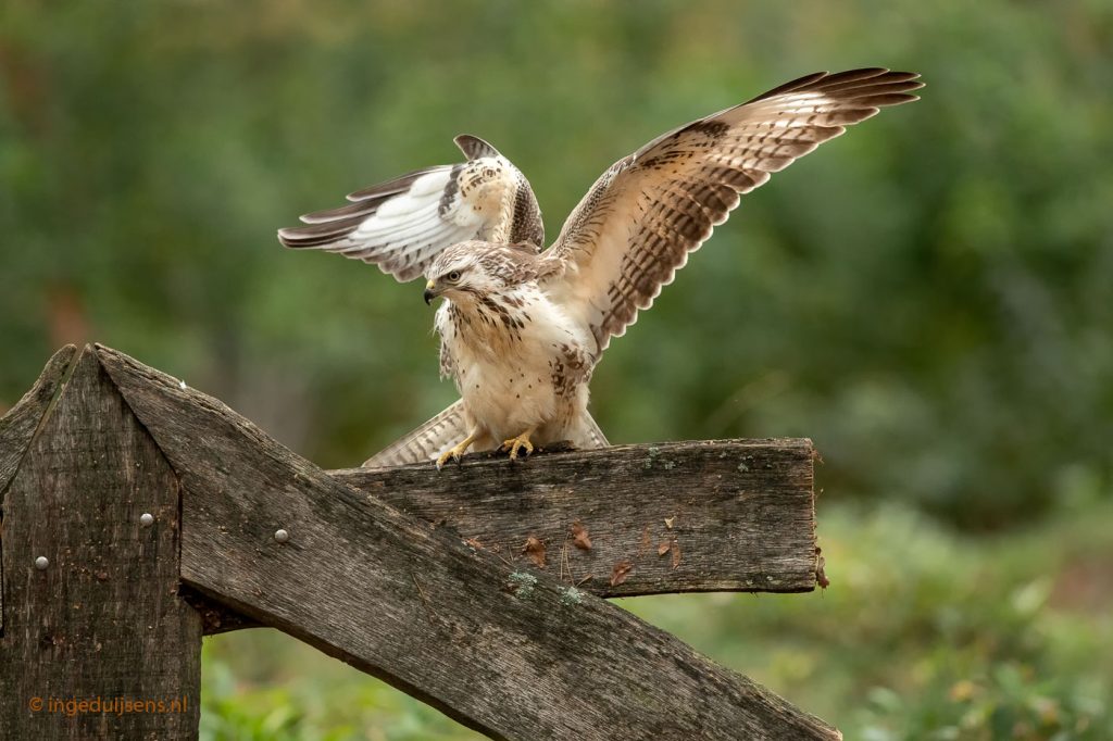 Buizerd - Inge Duijsens Fotografie